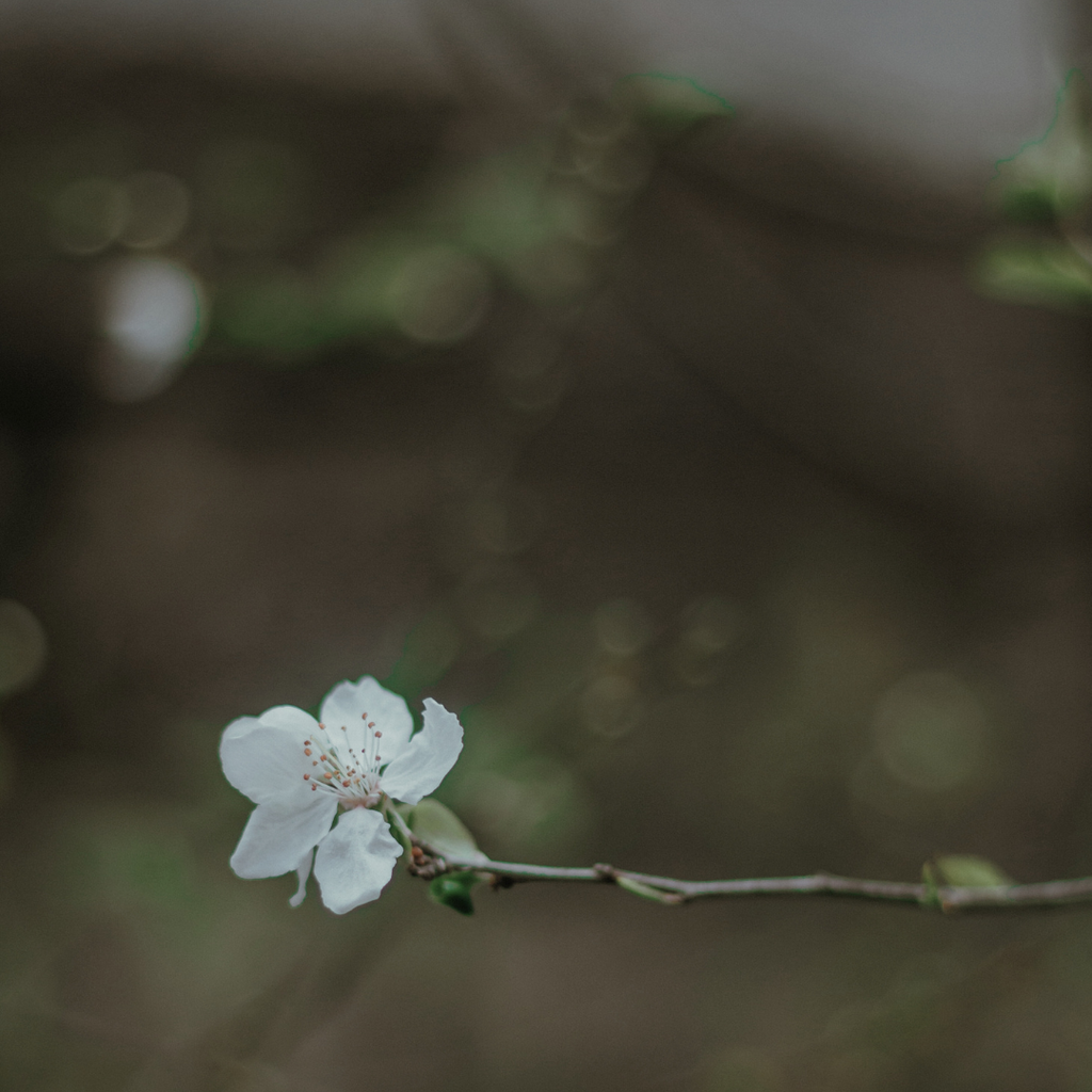 Mother Bloom Collective